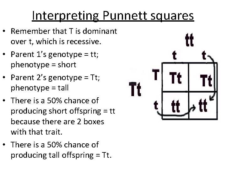 The Basics of Geneticsthe passing of traits Our