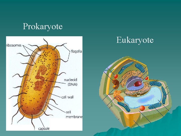 Cell Structure and Function Building Blocks of Life