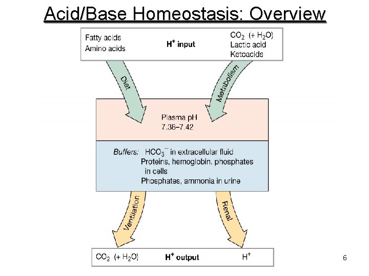 ACIDBASE REGULATION By Husnil Kadri Biochemistry Departement Medical