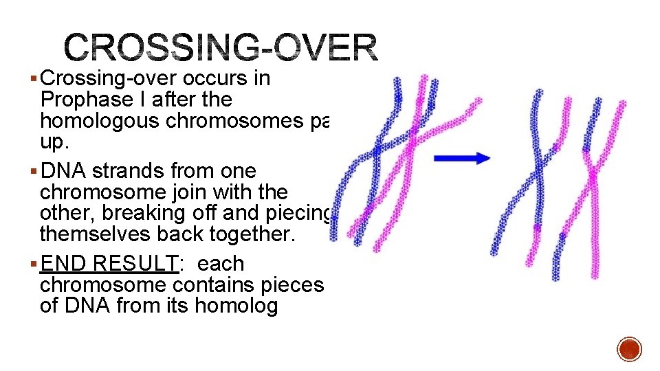 Chapter 7 Section 1 Mitosis occurs because the