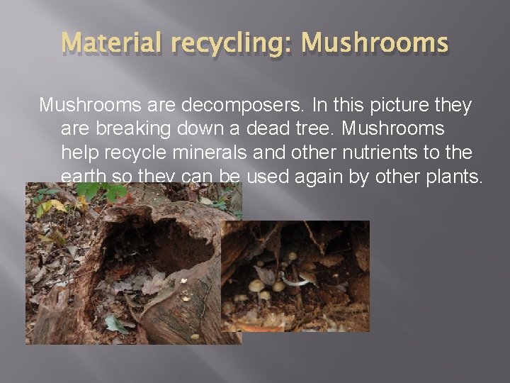 NATURE JOURNAL FROM THE UPLANDS NATURE CONSERVANCY By