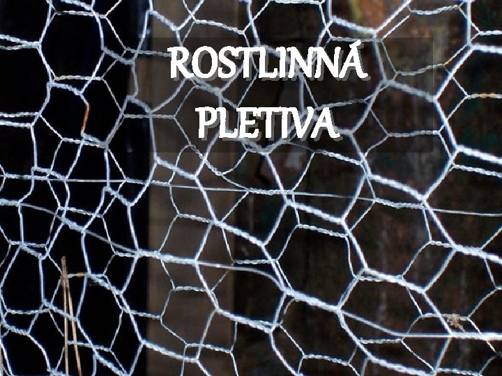 ANATOMIE A MORFOLOGIE ROSTLIN Mgr Jan Marek VY32INOVACEBi