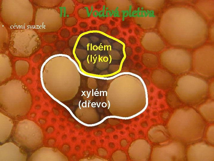 ANATOMIE A MORFOLOGIE ROSTLIN Mgr Jan Marek VY32INOVACEBi