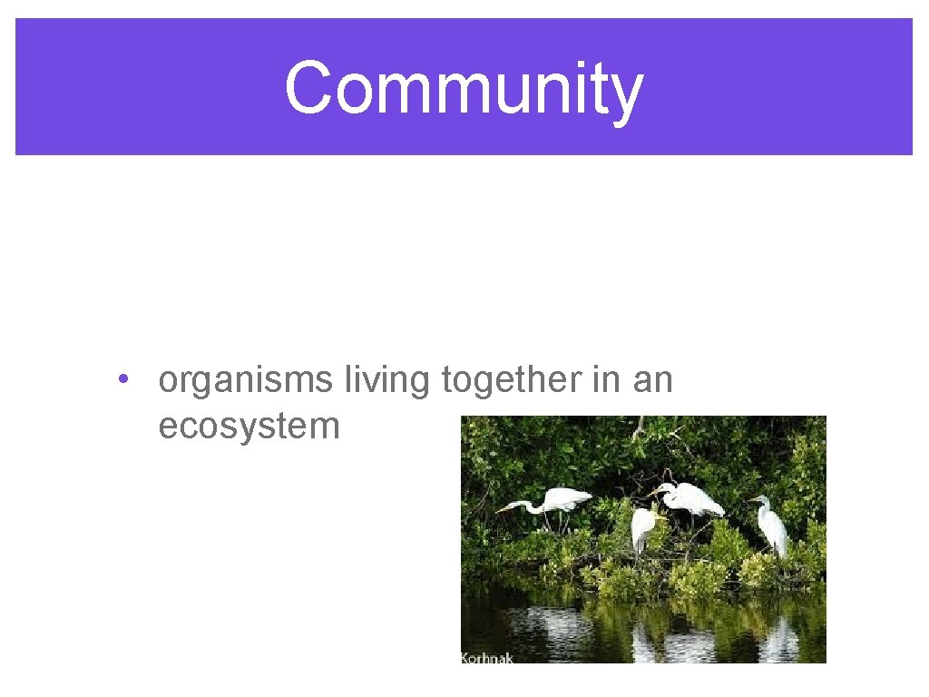 The Biosphere ecosystems ecological succession land water biomes