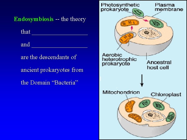 Evolution classification and identification of bacteria Early life