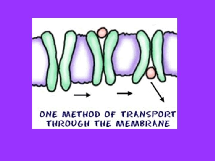 Moving Cellular Materials Types of Transport Cell membrane