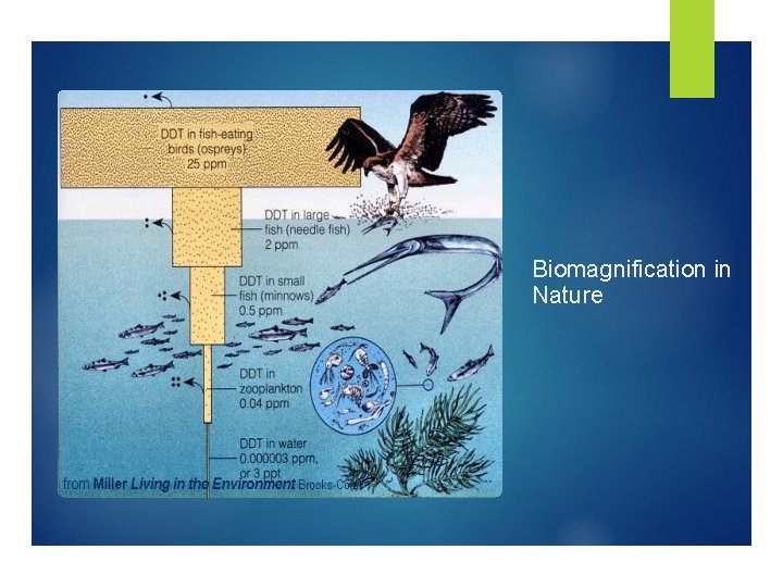 Biomagnification and Bioaccumulation Definitions Bioaccumulation is the ...