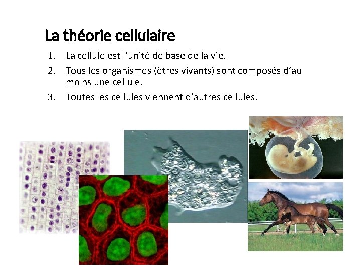 Les cellules 1665 la premire observation des cellules