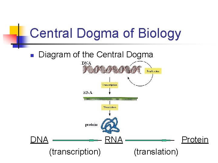 Protein Synthesis How can DNA be used by