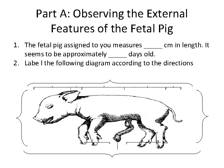 Fetal Pig Lab Student Response Slide Show Group