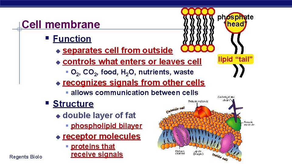 AP Biology Introduction to Cells Regents Biology Prokaryotic
