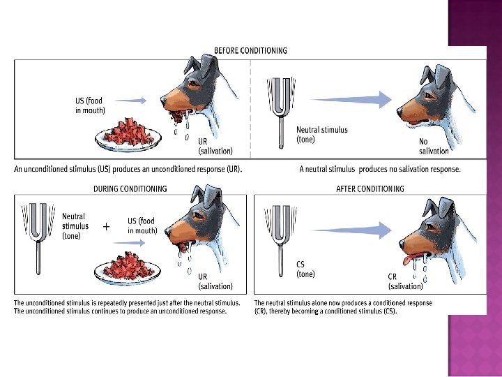 BEHAVIORAL VIEWS OF LEARNING Classical Conditioning Ivan Pavlov
