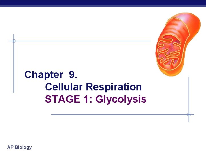 Cellular Respiration Harvesting Chemical Energy AP Biology Harvesting