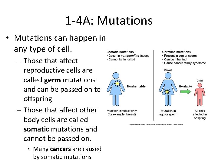 Biology 1 4 Mechanisms for the Diversity of