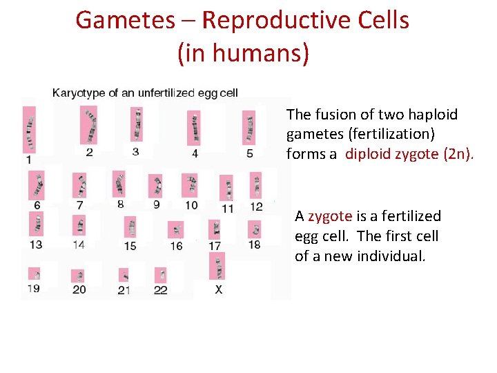 Specialized Cells are Divided into Two Groups Body