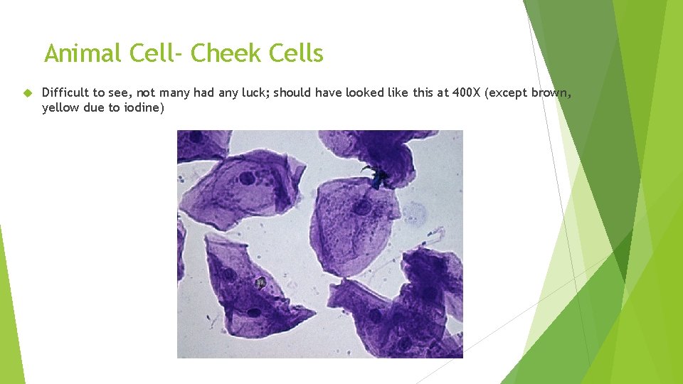 Science 8 Microscope Lab Post Lab Wrap Up
