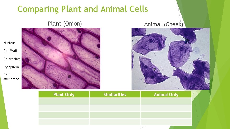 Science 8 Microscope Lab Post Lab Wrap Up