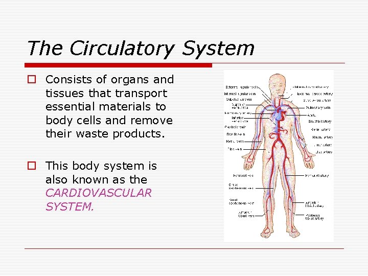 Circulatory System o The Bodys Transport System The