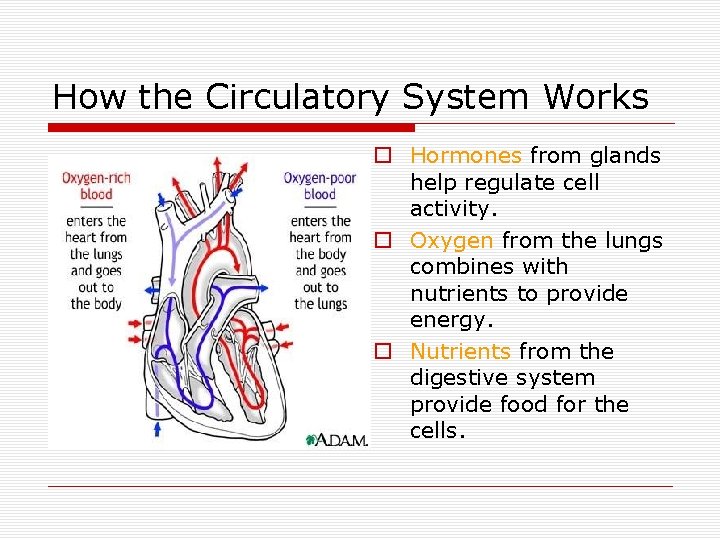 Circulatory System o The Bodys Transport System The