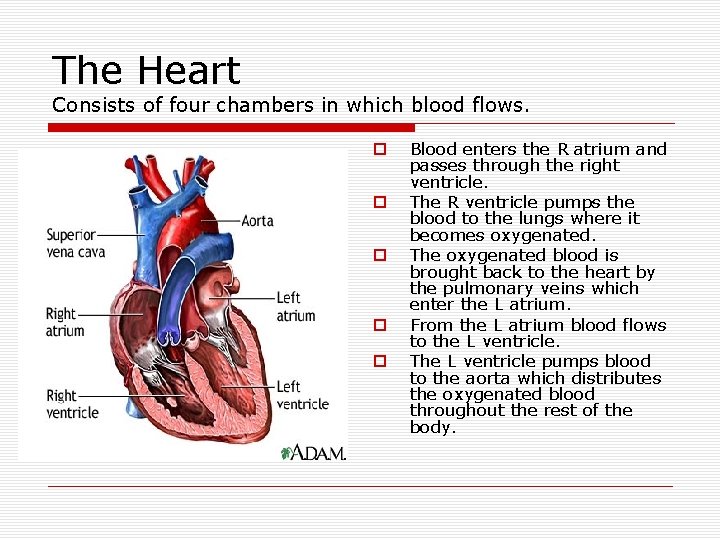 Circulatory System o The Bodys Transport System The