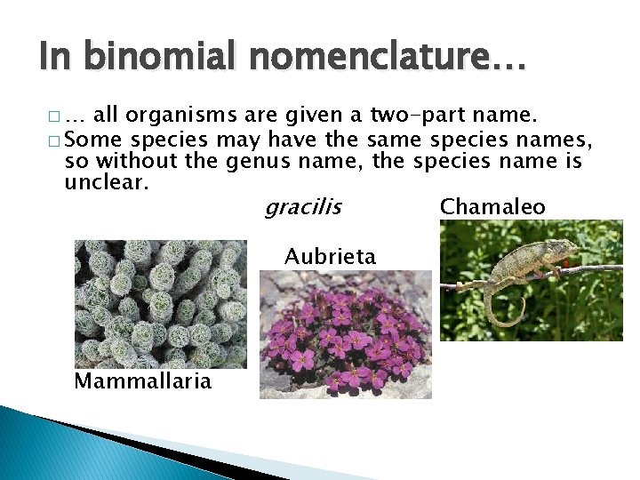 Binomial Nomenclature Sometimes using only one word to