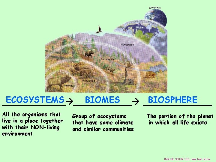 Energy Flow in the Biosphere http www geog