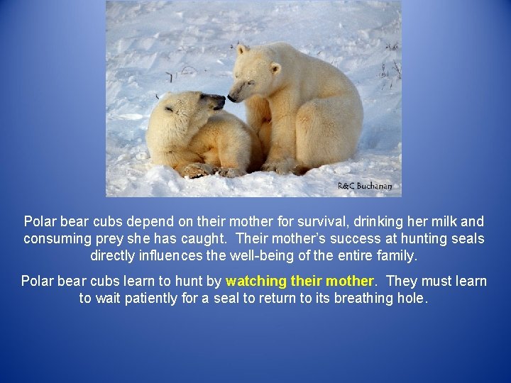 All About Polar Bears The polar bear is