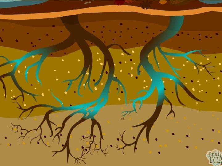 Las estructuras y funciones de las plantas Nombre