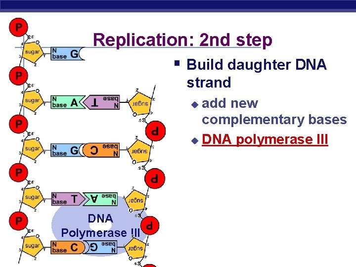 DNA Replication AP Biology 2007 2008 Watson and