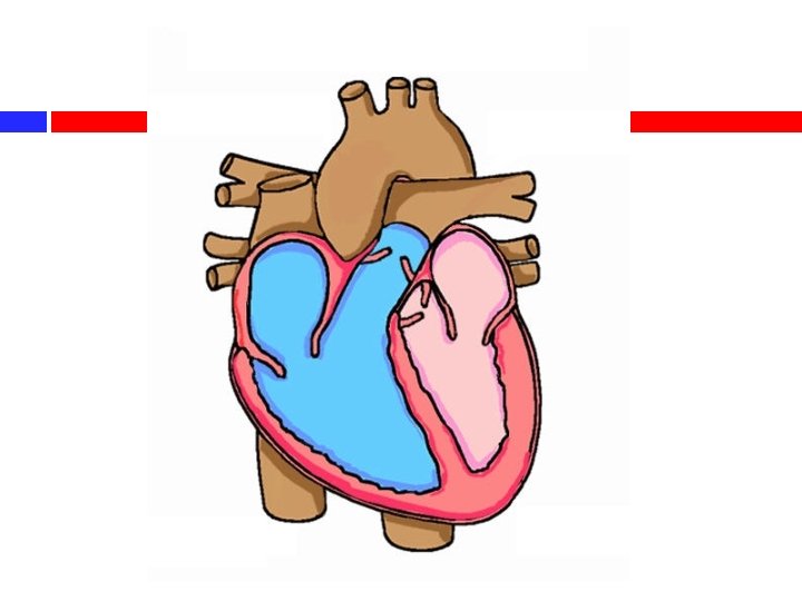 THE CIRCULATORY SYSTEM bill nye part 1 I