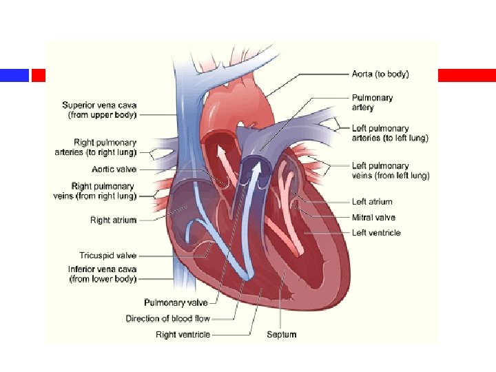 THE CIRCULATORY SYSTEM bill nye part 1 I