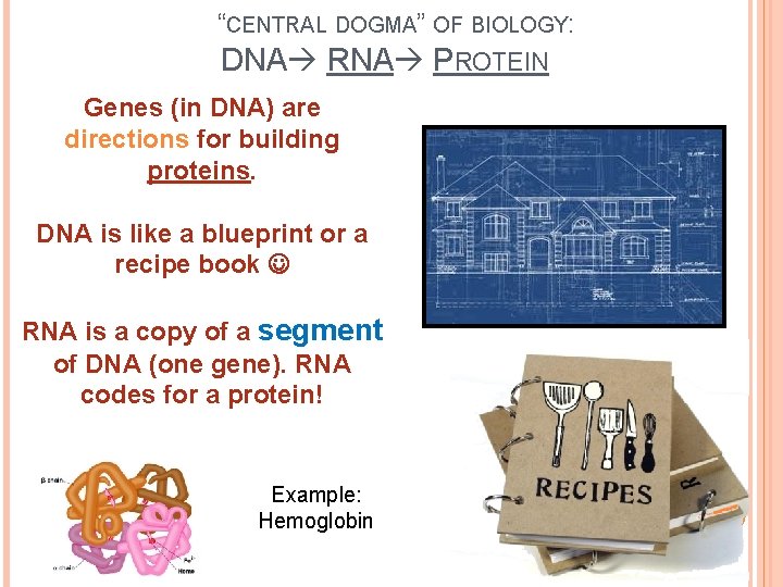 BIOLOGY CC 5 015 02 5112016 A B