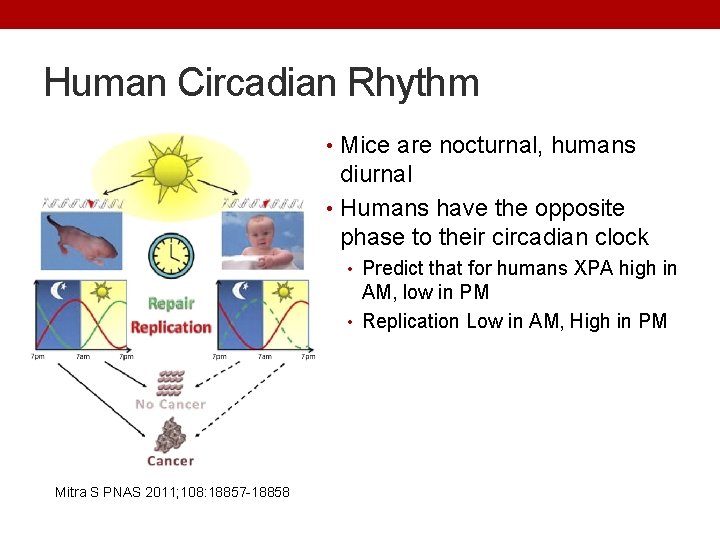 CONTROL OF SKIN CANCER BY THE CIRCADIAN RHYTHM