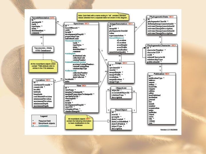 Morph Bank A Biodiversity Semantic Associative Annotation Tool
