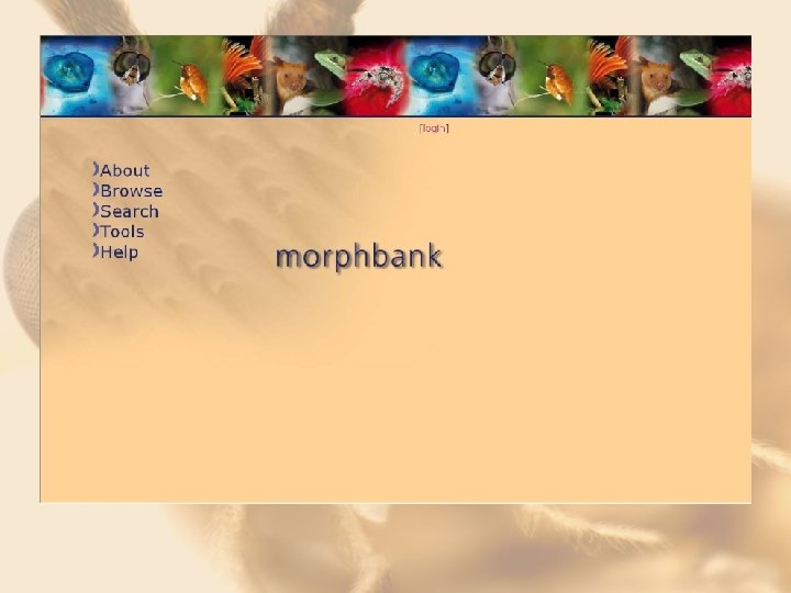 Morph Bank A Biodiversity Semantic Associative Annotation Tool