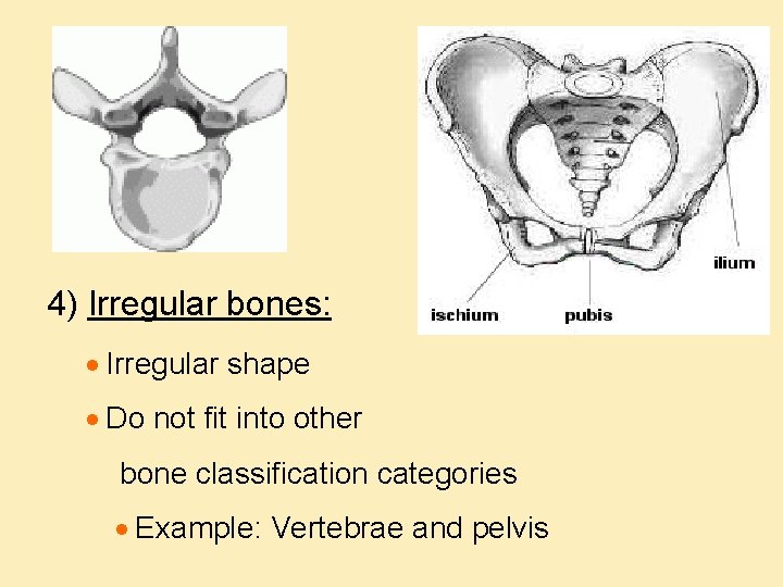 The Skeletal System A Bones Of The Human