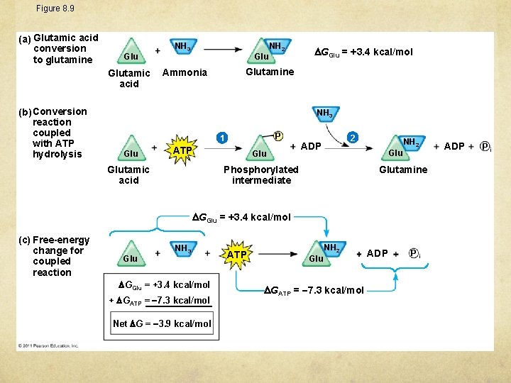Chapter 8 Key Concepts Introduction to Metabolism Examples