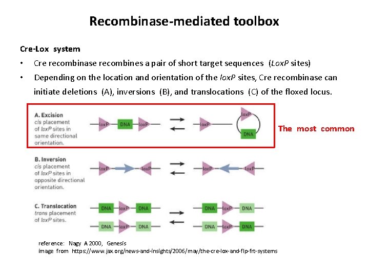 Recombinasemediated toolbox CreLox system Cre recombinase recombines a