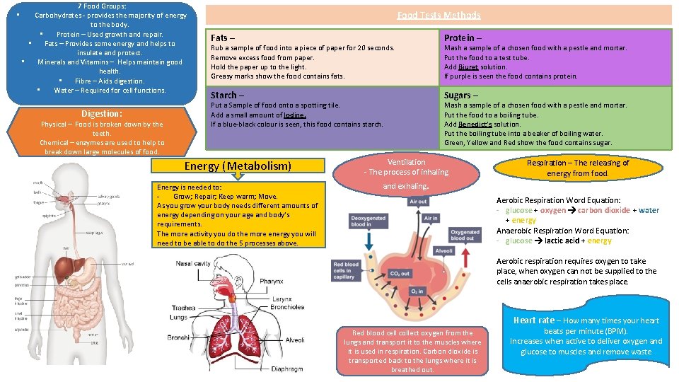 YEAR 7 Biology 1 Prior Learning Key stage