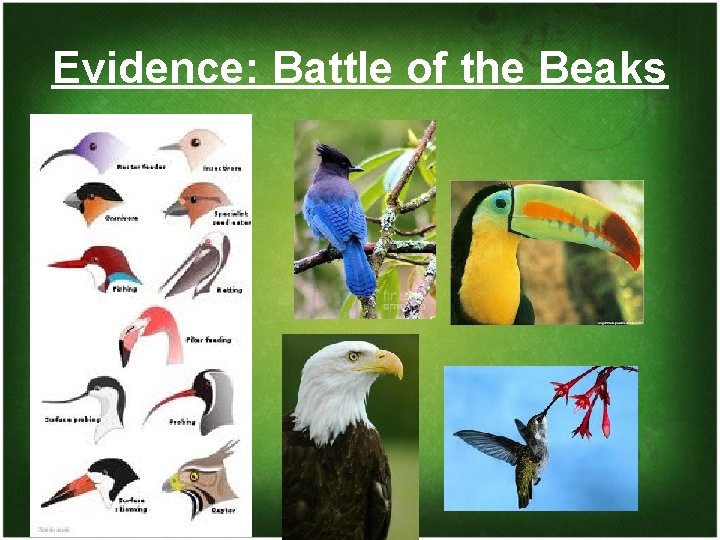 Battle of the Beaks Battle of the Beaks