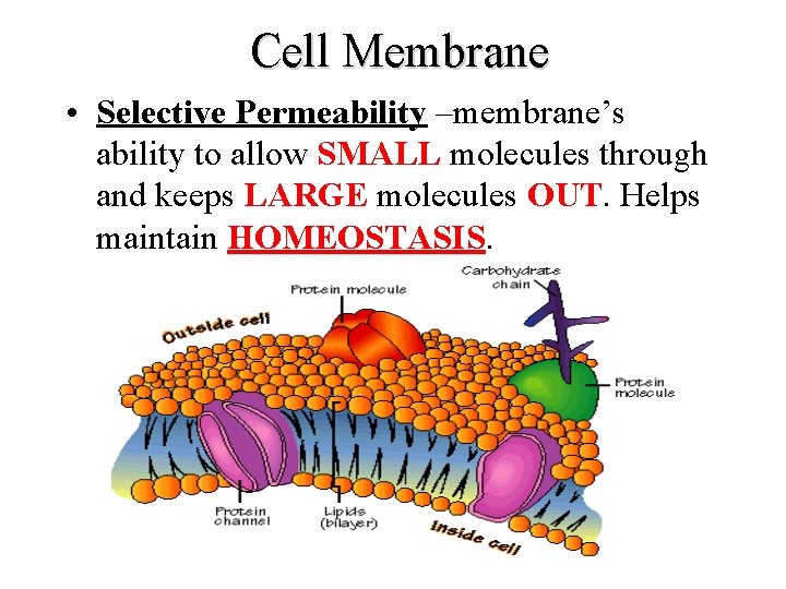Basic Cell Structure The Cell Membrane The outside