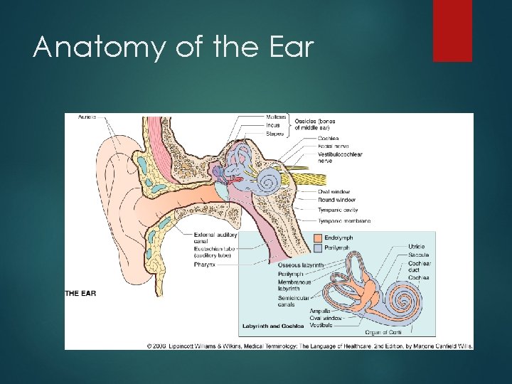 Eye CHAPTER 12 Combining Forms for the Eye