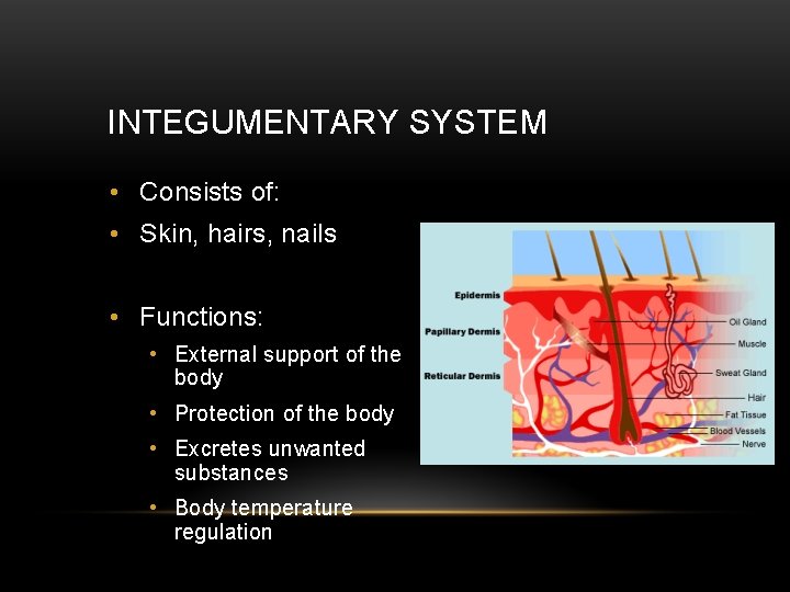 OVERVIEW OF THE HUMAN BODY Year 10 Human
