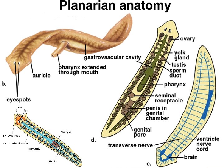 Biology 11 Kingdom Animalia Phylum Platyhelminthes The Flatworms