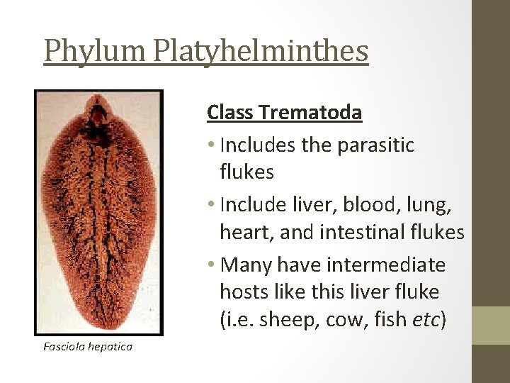 Biology 11 Kingdom Animalia Phylum Platyhelminthes The Flatworms