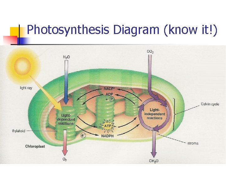 Photosynthesis Using Light to Make Food Honors Biology
