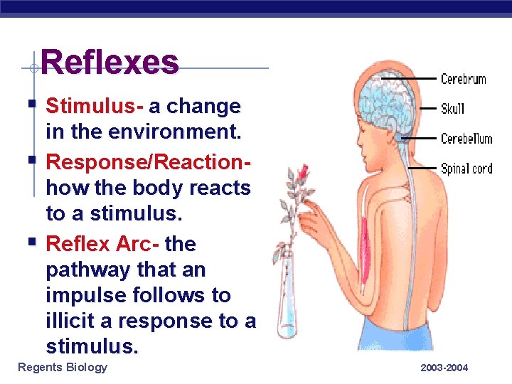 AP Biology The Nervous System 2003 2004 Lets