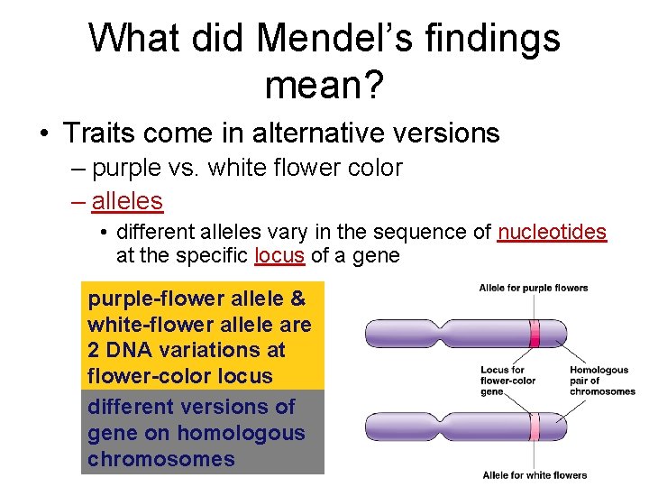 Mendel Genetics Gregor Mendel Modern genetics began in