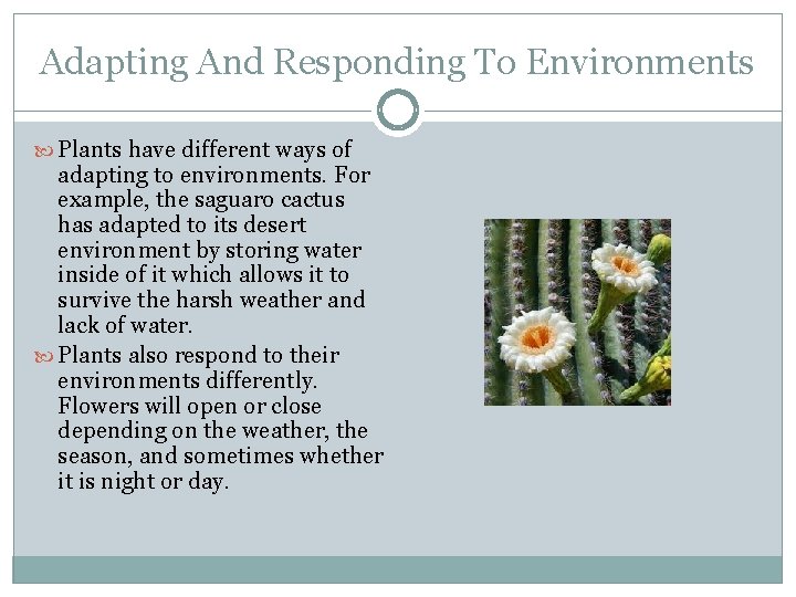 Diversity of Living Things BY HALEY P KAYLEY