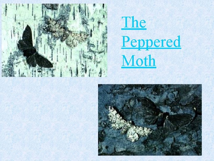 Natural Selection Lab Natural Selection Lab What is